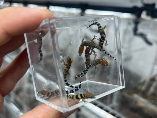 Sphaerodactylus Rosaurae More Gecko by HerpTime