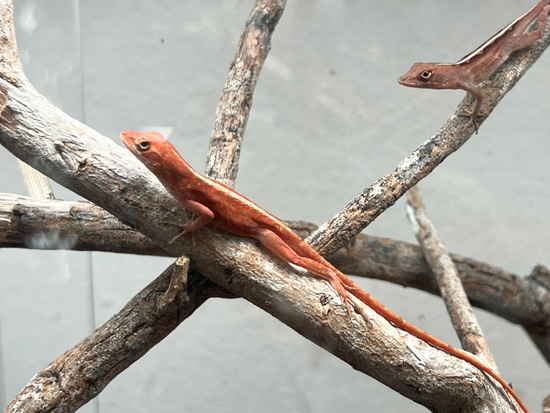 Fire Red Anolis Sagrei Anole by HerpTime