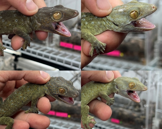 4 Lot Green Reduced Pattern Co-dom Tokay Gecko by HerpTime