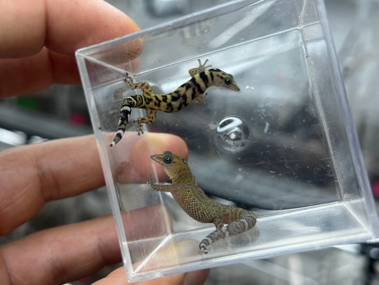 Pair Sphaerodactylus Alphus More Gecko by HerpTime