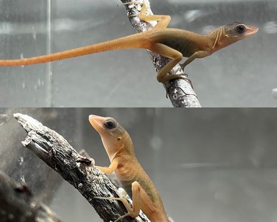 Pair Anolis Pogus “Ghost” Morph Anole by HerpTime