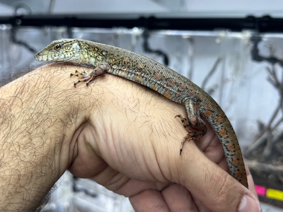 Crocodile Tegu (Crocodilurus Amazonicus) Crocodile Tegus by HerpTime