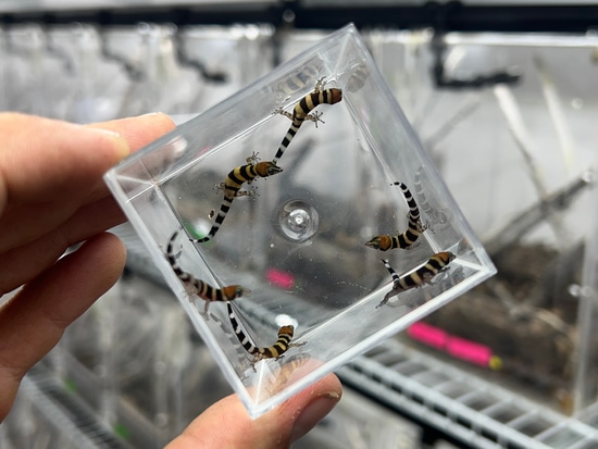 Sphaerodactylus Rosaurae “high Color” More Gecko by HerpTime