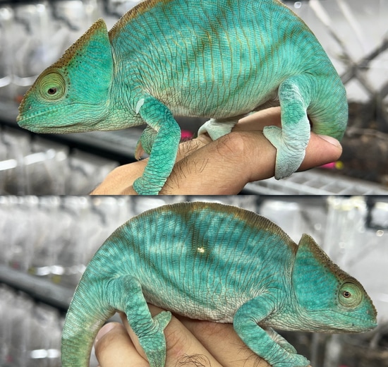 Pair Yellow Giant Parsons Parson's Chameleon by HerpTime