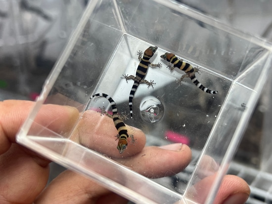 Sphaerodactylus Rosaurae More Gecko by HerpTime