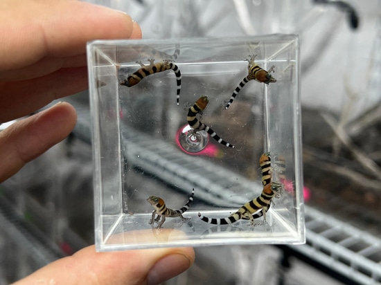 Sphaerodactylus Rosaurae More Gecko by HerpTime