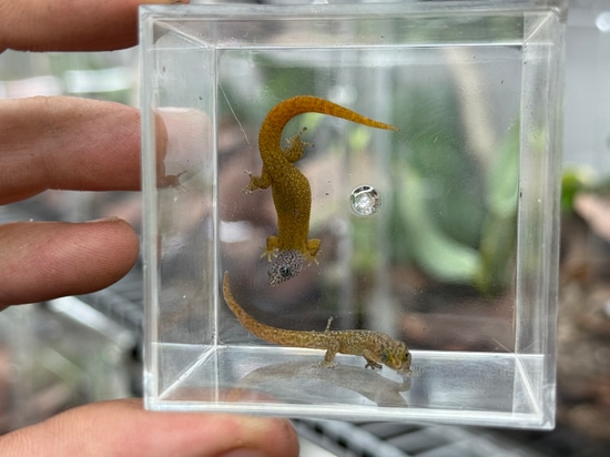 Pair Sphaerodactylus Fantasticus Fantasticus More Gecko by HerpTime