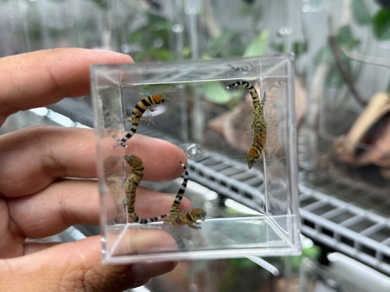 4 Lot HIGH COLOR Sphaerodactylus Rosaurae More Gecko by HerpTime