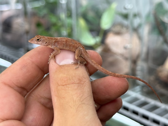 Mid Grade Red Anole by HerpTime