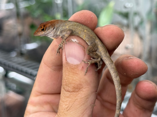 Red Head Anolis Sagrei Anole by HerpTime