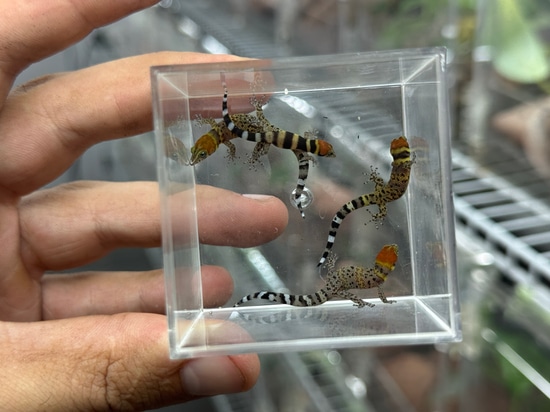 4 Lot HIGH COLOR Sphaerodactylus Rosaurae More Gecko by HerpTime