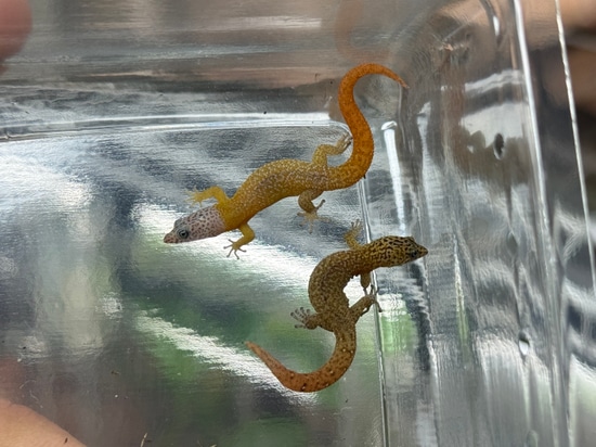Pair Sphaerodactylus Fantasticus Fantasticus More Gecko by HerpTime