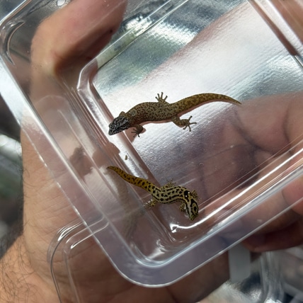 HerpTime - MorphMarket