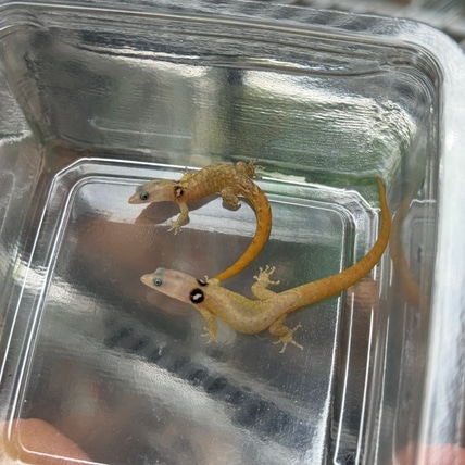 HerpTime - MorphMarket