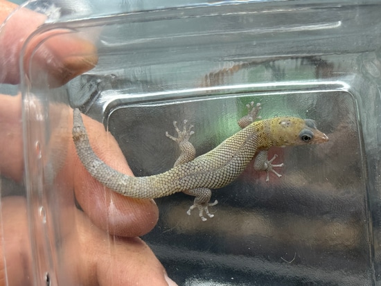 Sphaerodactylus Alphus More Gecko by HerpTime