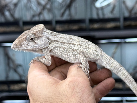 RARE Anolis Porcus Anole by HerpTime