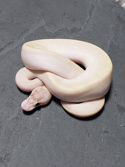 Ivory Ball Python by Hershey Exotics