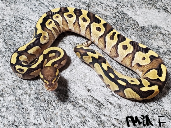 Fire Mojave Yellowbelly/Asphalt Ball Python by Hershey Exotics