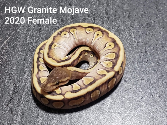2020 HGWG Mojave Ball Python by Hershey Exotics