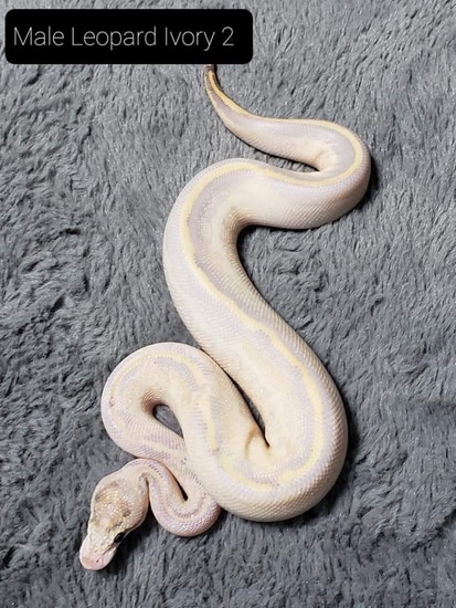 Leopard Ivory Ball Python by Hershey Exotics