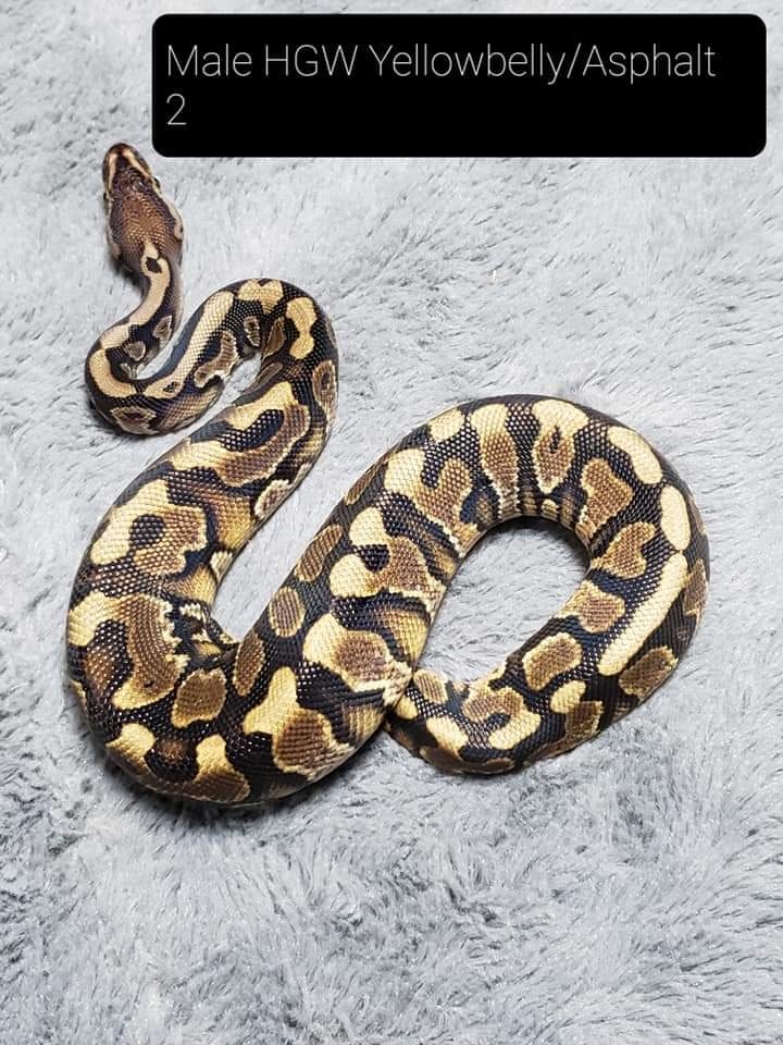 HGW YB/Asphalt Ball Python by Hershey Exotics - MorphMarket