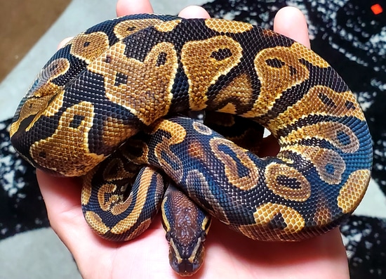 Asphalt Ball Python by Hershey Exotics