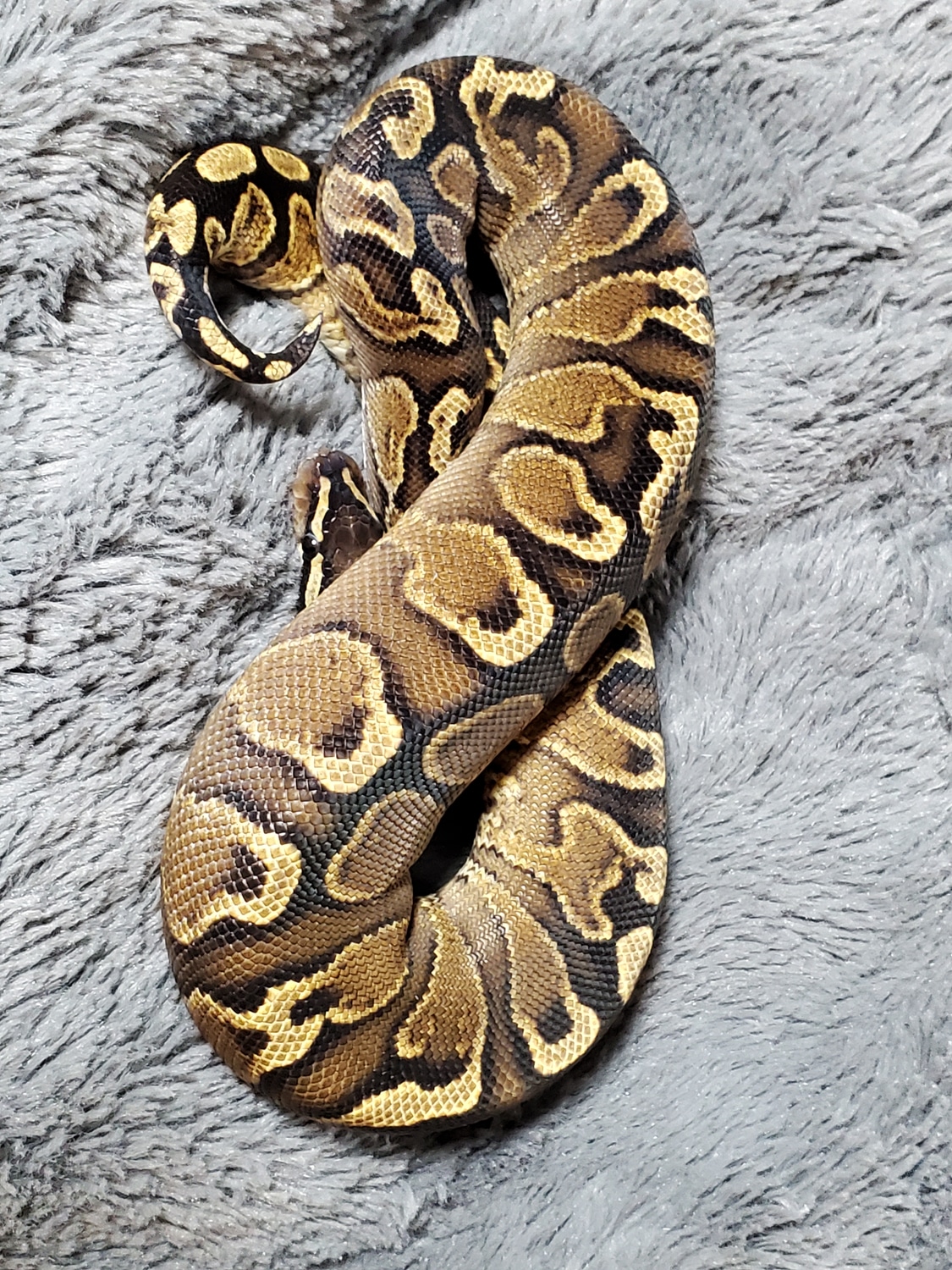 GHI YB Ball Python by Hershey Exotics - MorphMarket