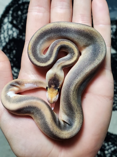 Champagne Black Pastel/Cinnamon Ball Python by Hershey Exotics