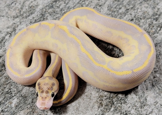 Pastel Leopard Ivory Ball Python by Hershey Exotics
