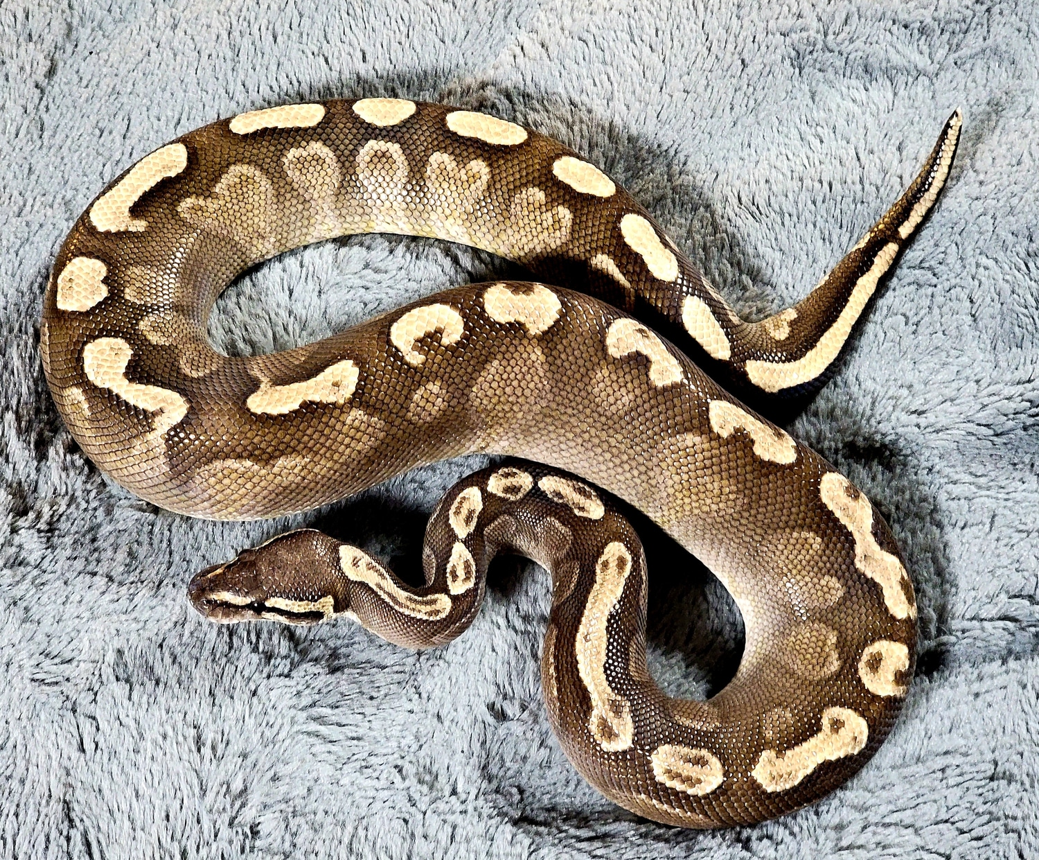 GHI Mojave Ball Python by Hershey Exotics - MorphMarket