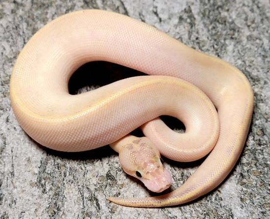 Ivory Poss Russo/Fire Ball Python by Hershey Exotics