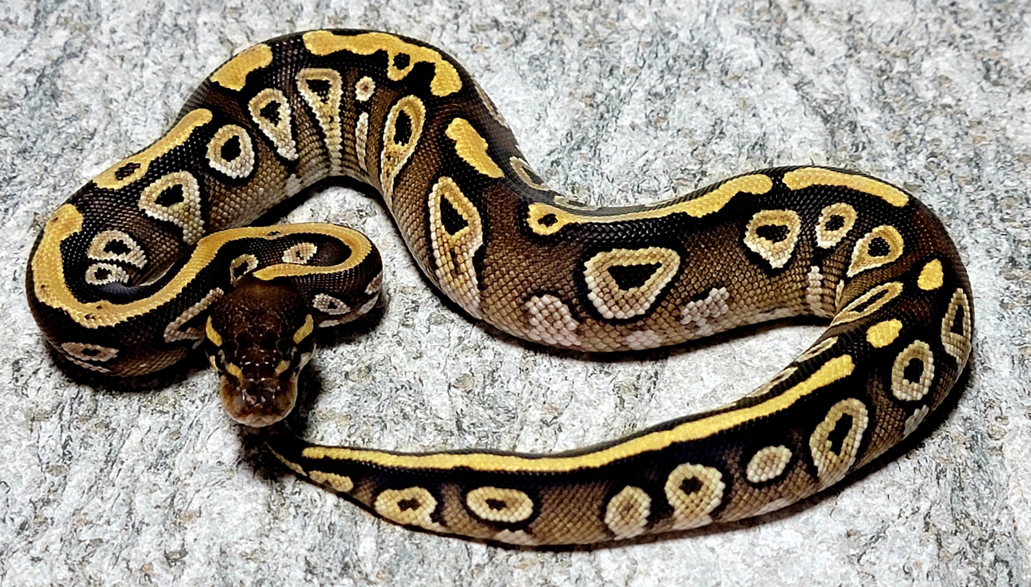 Harlequin Mojave Asphalt Ball Python by Hershey Exotics - MorphMarket