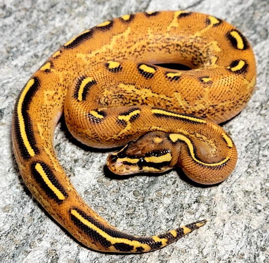 Fire Freeway Ball Python by Hershey Exotics