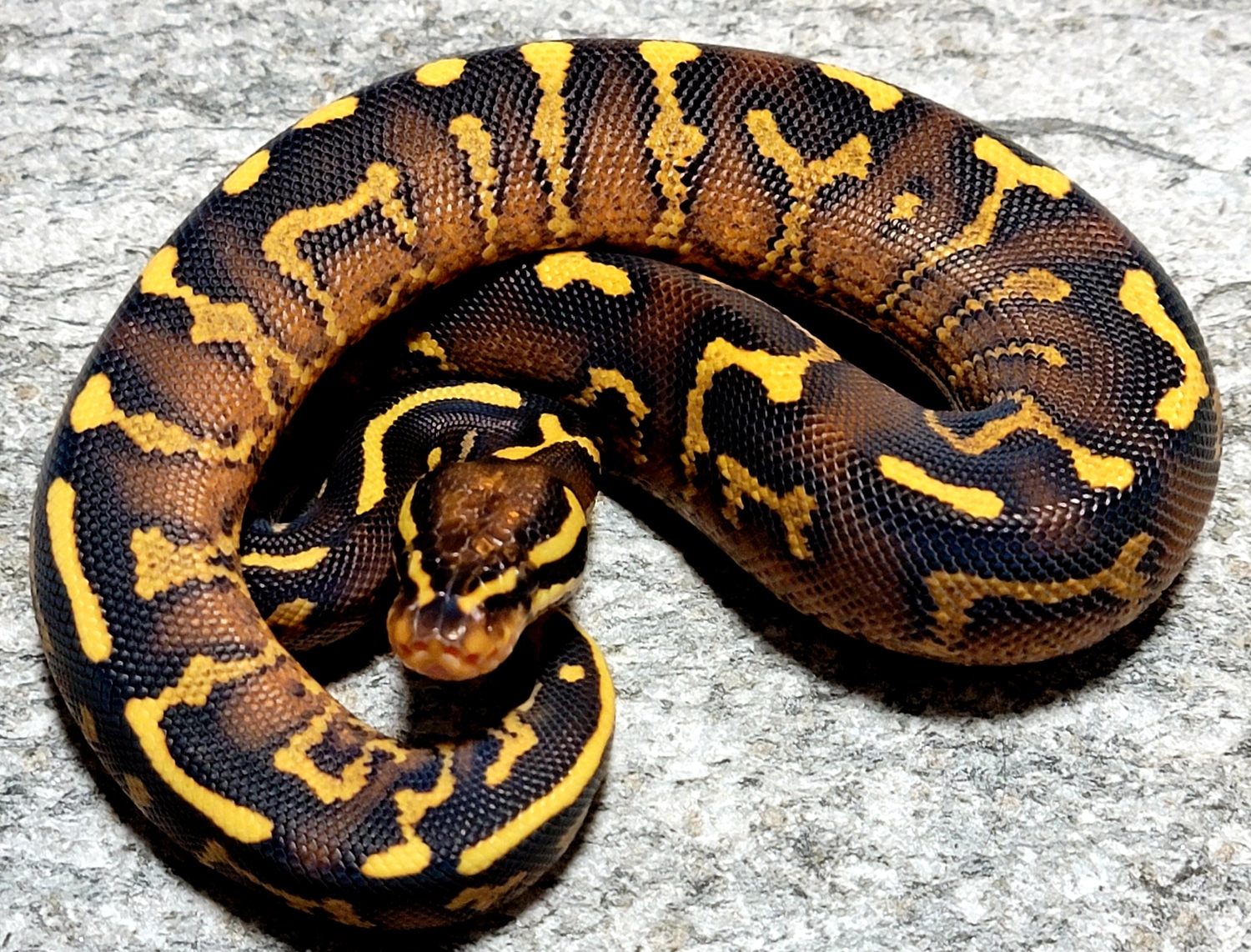 Super Asphalt Ball Python by Hershey Exotics - MorphMarket