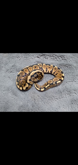 Spotnose Asphalt Ball Python by Hershey Exotics