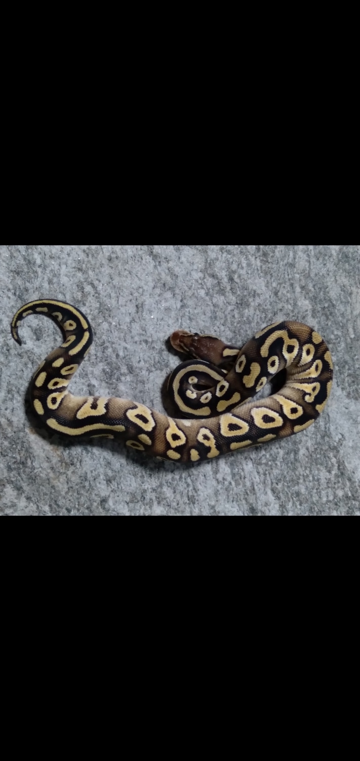 Pastave Ball Python by Hershey Exotics - MorphMarket