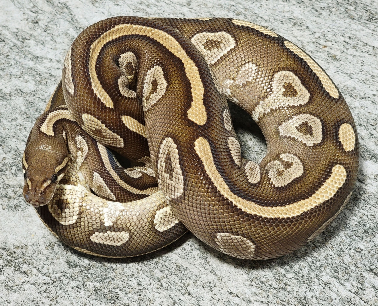 Harlequin Mojave Ball Python by Hershey Exotics - MorphMarket