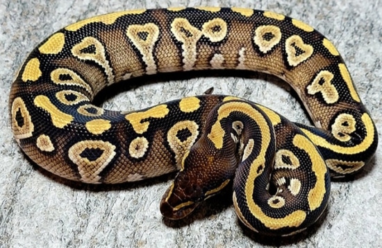 Harlequin Mojave Asphalt Ball Python by Hershey Exotics