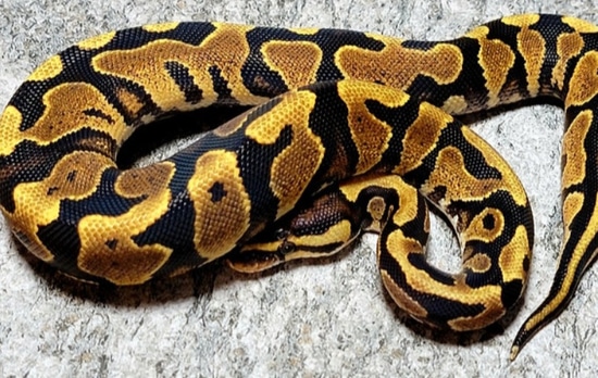 Fire Yellowbelly/Asphalt Ball Python by Hershey Exotics