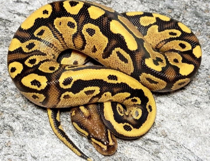 Disco Yellowbelly/Asphalt Ball Python by Hershey Exotics - MorphMarket