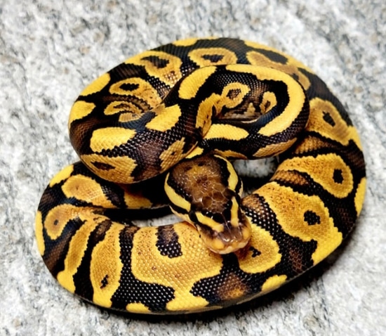 Disco Yellowbelly/Asphalt Ball Python by Hershey Exotics