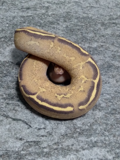 Fire Russo Freeway Ball Python by Hershey Exotics