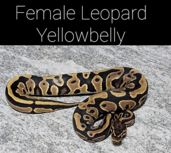 Leopard Yellowbelly Ball Python by Hershey Exotics