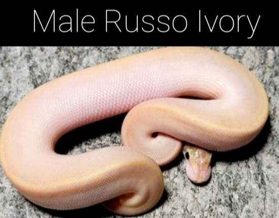 Ivory Russo Ball Python by Hershey Exotics