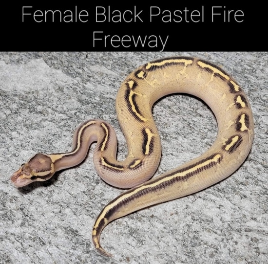 Black Pastel Fire Freeway Ball Python by Hershey Exotics