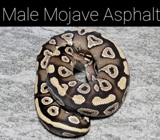 Mojave Asphalt Ball Python by Hershey Exotics