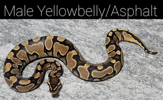 Yellowbelly/Asphalt Ball Python by Hershey Exotics
