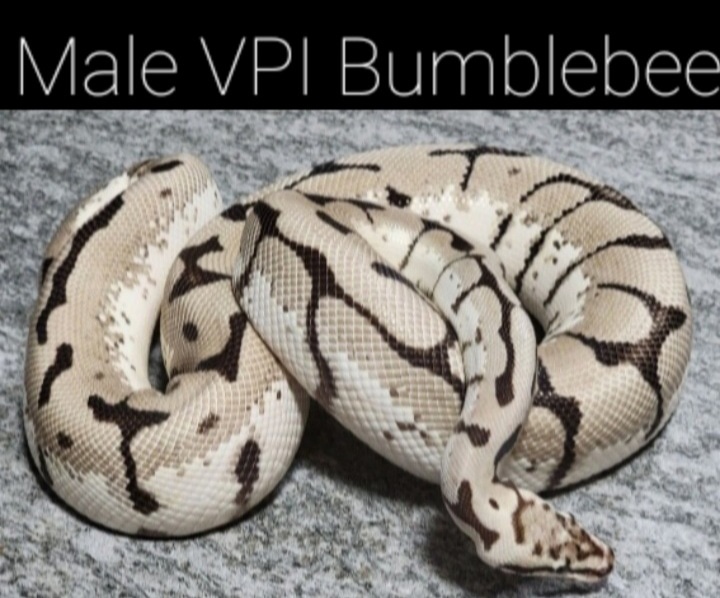 VPI Axanthic Bumblebee Ball Python by Hershey Exotics - MorphMarket