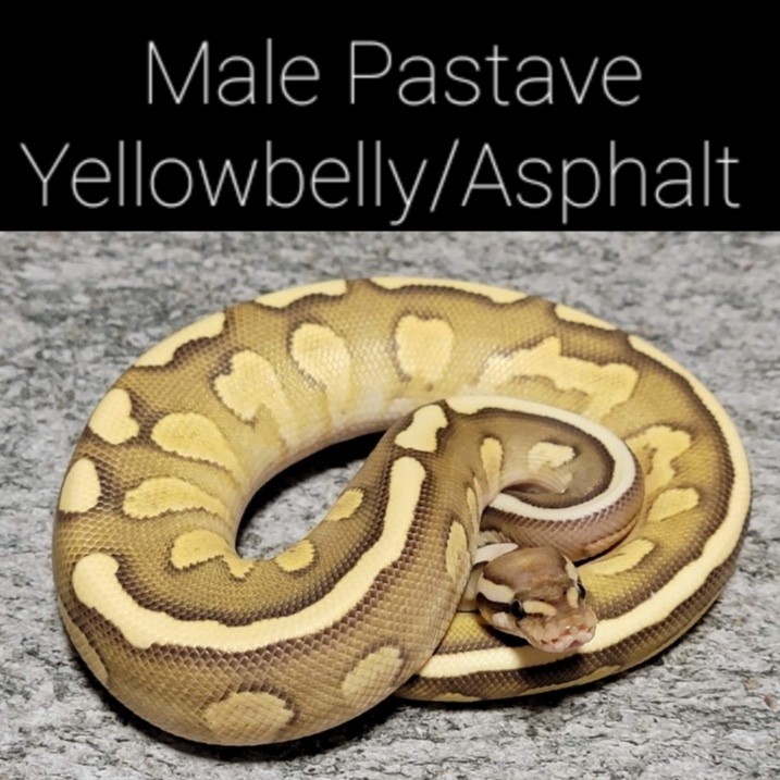 Pastave Yellowbelly/Asphalt Ball Python by Hershey Exotics - MorphMarket