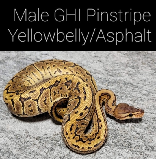 GHI Pinstripe Yellowbelly/Asphalt Ball Python by Hershey Exotics